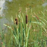 15 Pond Plants for Zone 6 (Hardy Picks) - Pond Informer
