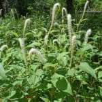 15 Pond Plants for Zone 6 (Hardy Picks) - Pond Informer
