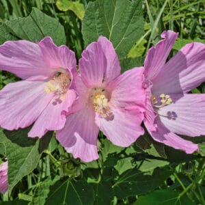 15 Pond Plants for Zone 6 (Hardy Picks) - Pond Informer