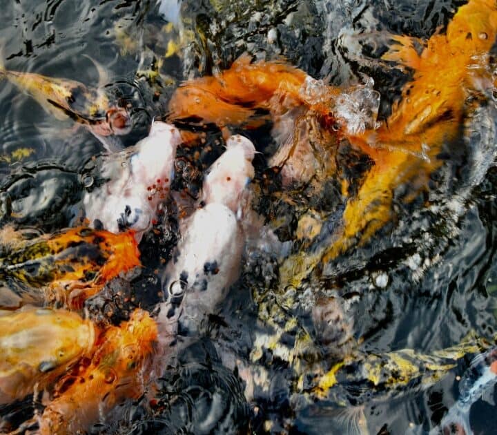 How to Look After Fish in a Pond (Top Tips)