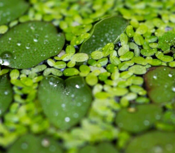 What Pond Fish Eat Duckweed (Top Species)